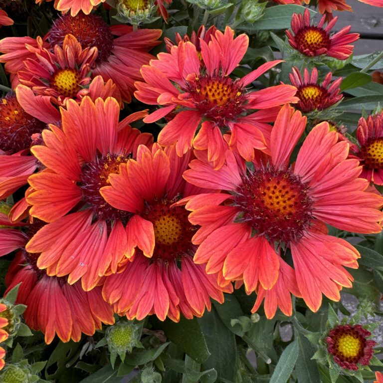 SpinTop® Red Gaillardia (Blanket Flower)
