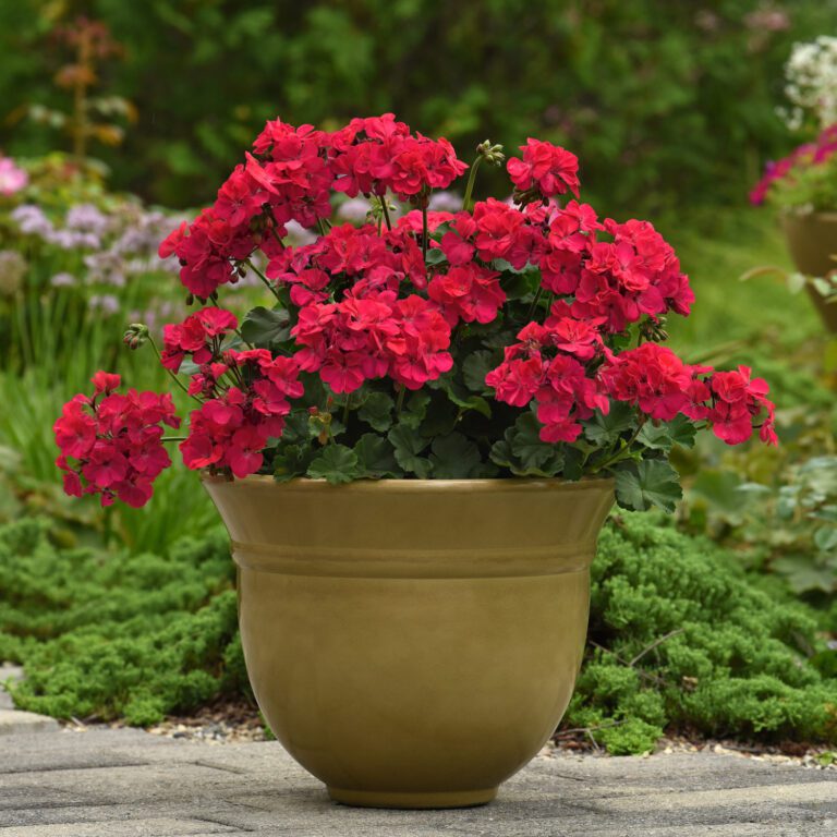 Solera™ Fuchsia Geranium - Order Online