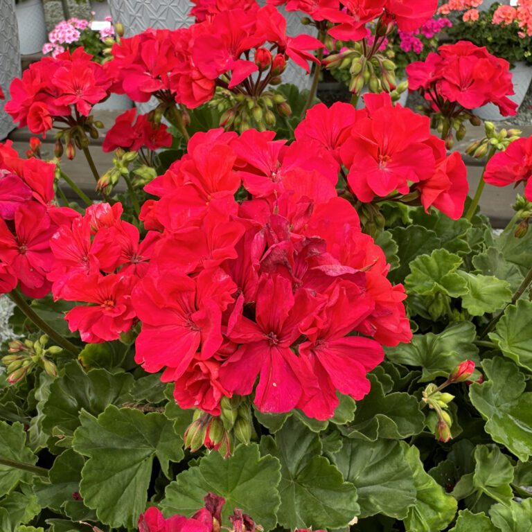 Solera™ Fuchsia Geranium - Order Online