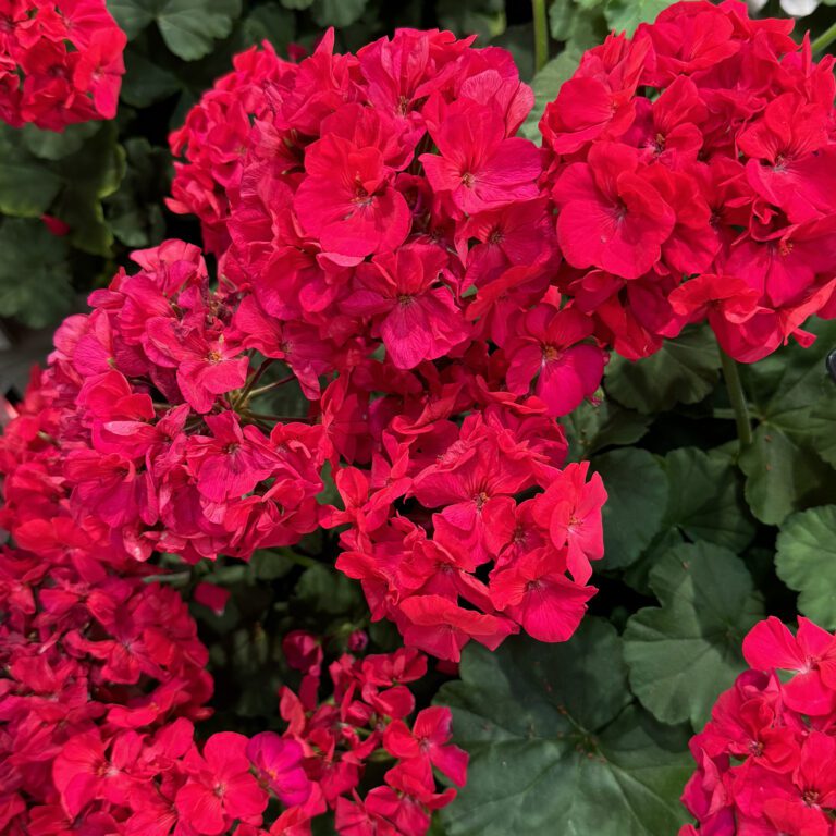 Solera™ Fuchsia Geranium - Order Online