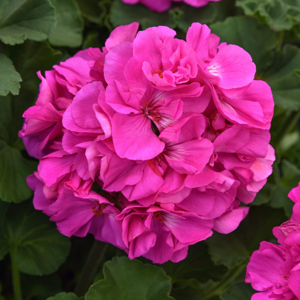 Order Geranium (Pelargonium) – Garden Crossings