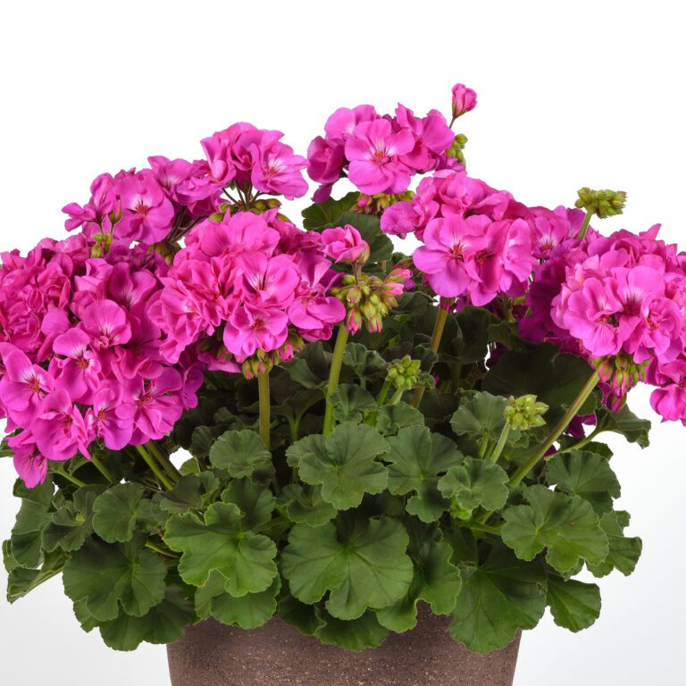 Solera™ Lavender Geranium - Order Online