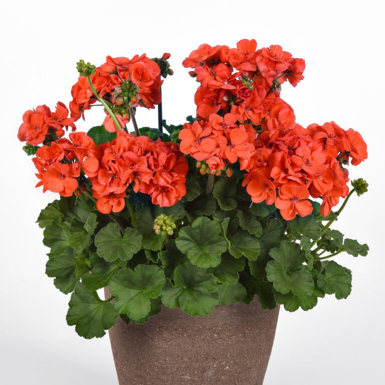 Solera™ Orange Geranium - Order Online