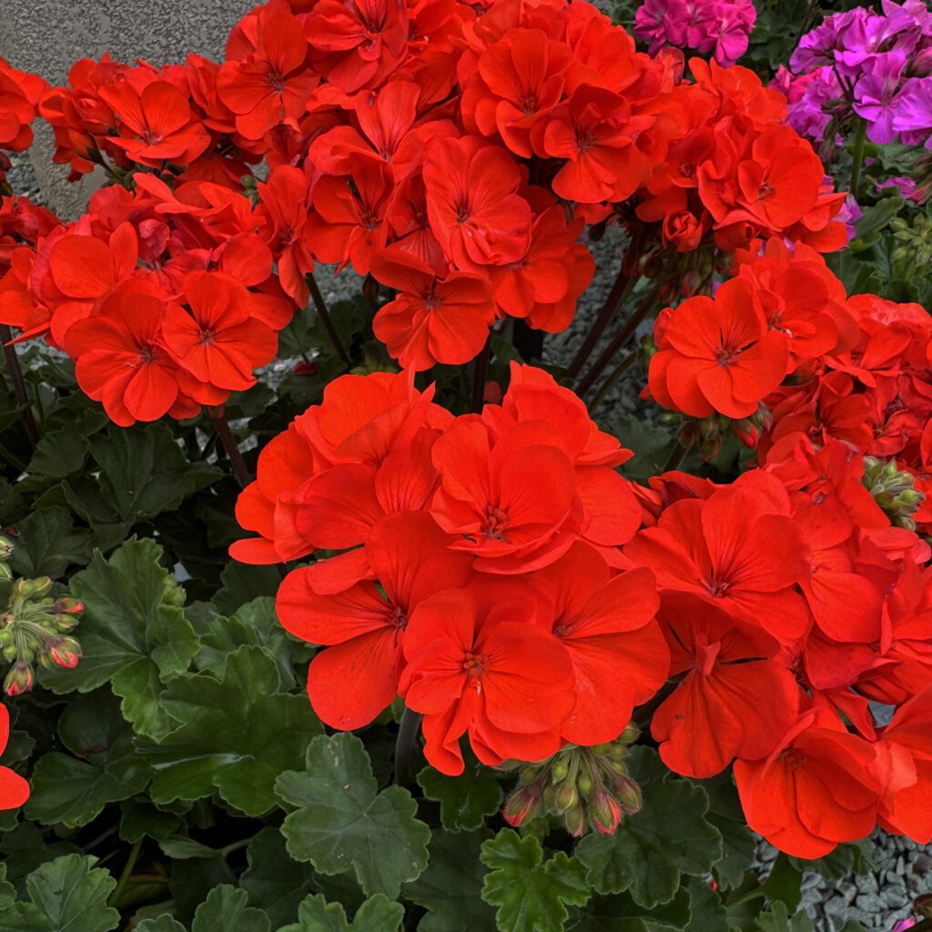 Solera™ Orange Geranium - Order Online