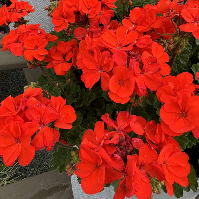 Solera™ Orange Geranium - Order Online