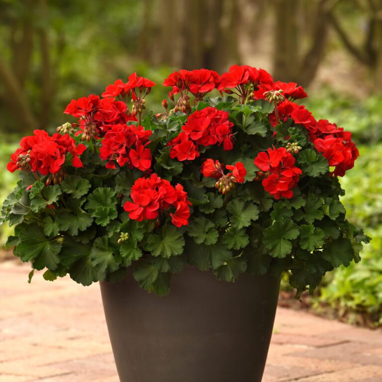 Solera™ Red Geranium - Order Online