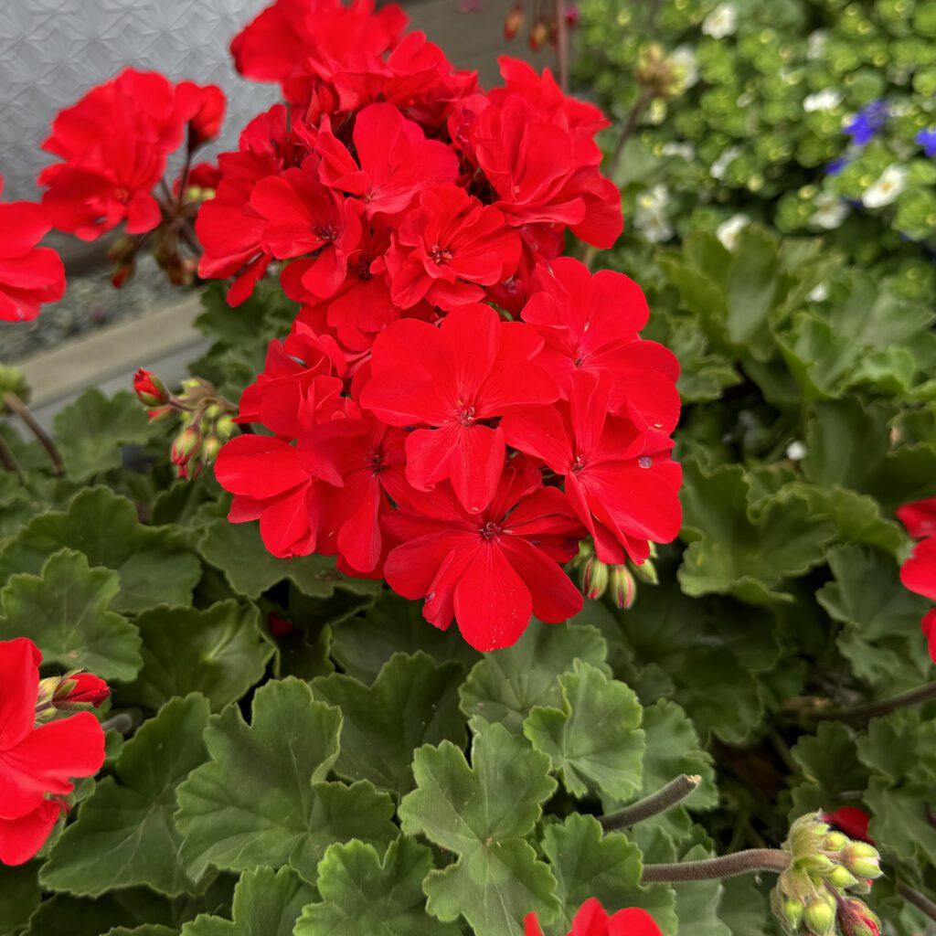 Solera™ Red Geranium - Order Online