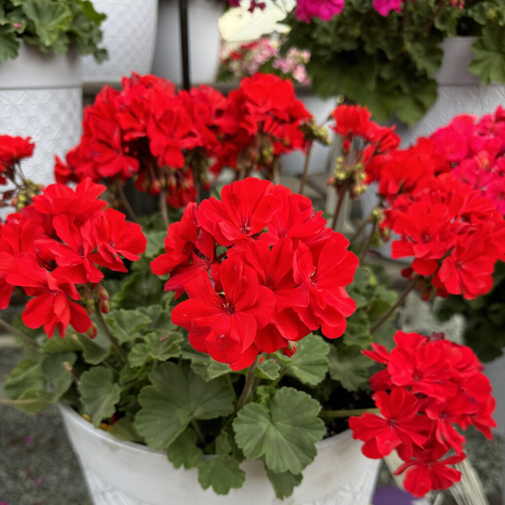 Solera™ Red Geranium - Order Online