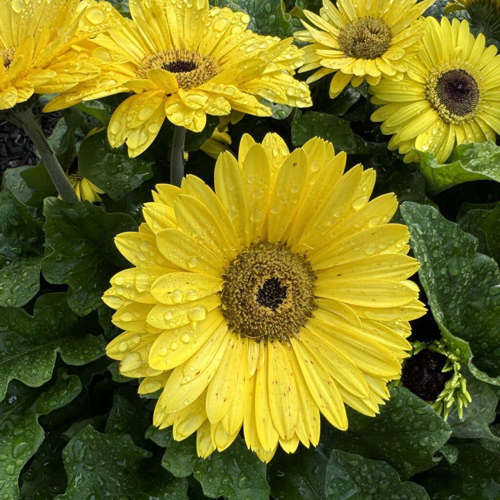 Gerbera Joybera Yellow - Order Online
