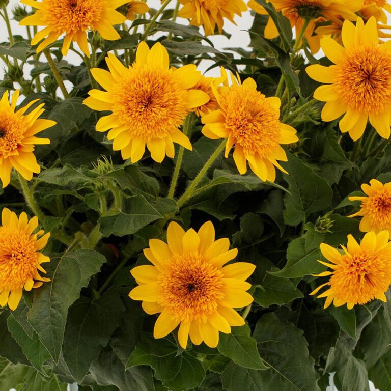 Sunfinity® Double Yellow Helianthus (Sunflower)