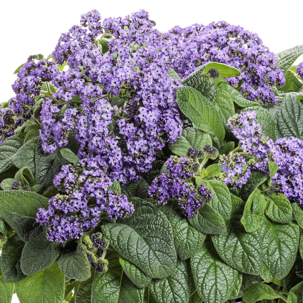 Aromagica™ Purple Heliotrope - Order Online
