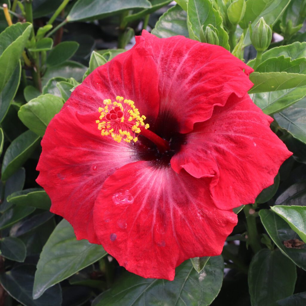 Hollywood Hibiscus™ Hot Shot™ Hibiscus