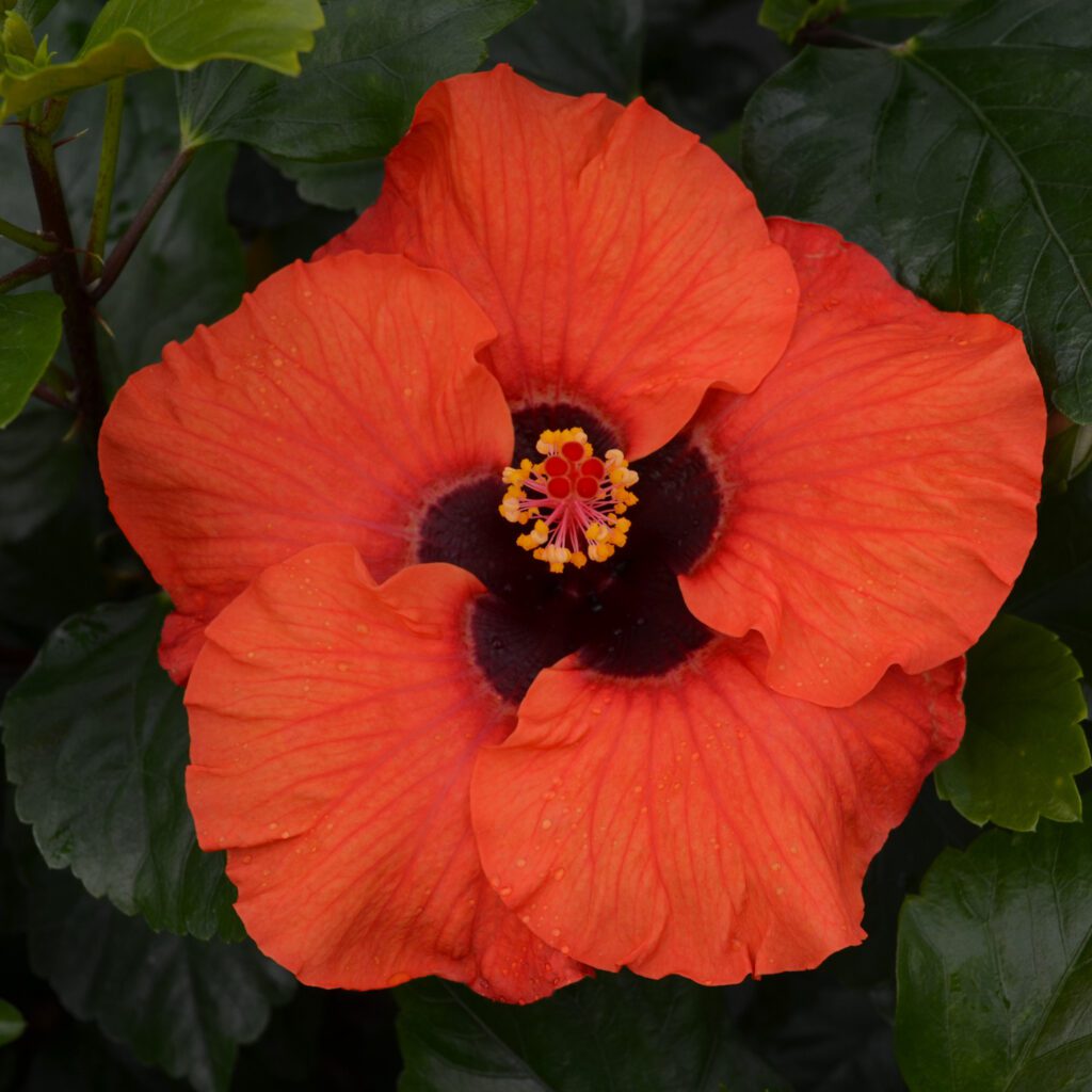 Hollywood Hibiscus™ Sunset Boulevard™ Hibiscus
