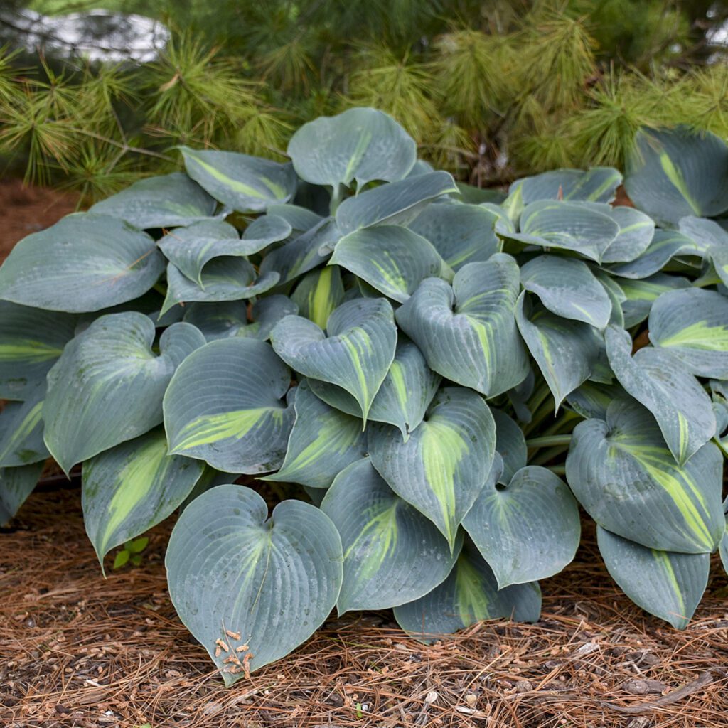Hosta ‘Touch of Class’ - Order Online