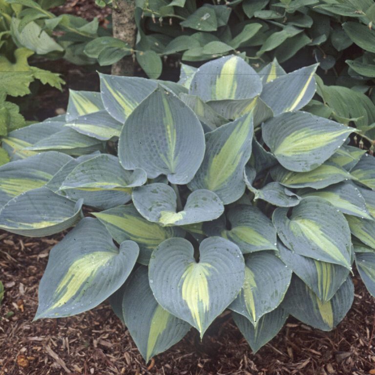 Hosta ‘Touch of Class’ - Order Online