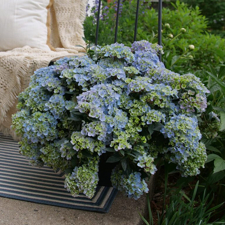 FAIRYTRAIL™ Fresco Hydrangea | Cascading Garden Color