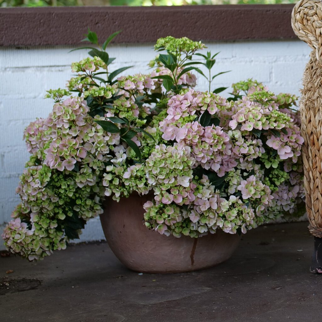 FAIRYTRAIL™ Fresco Hydrangea | Cascading Garden Color