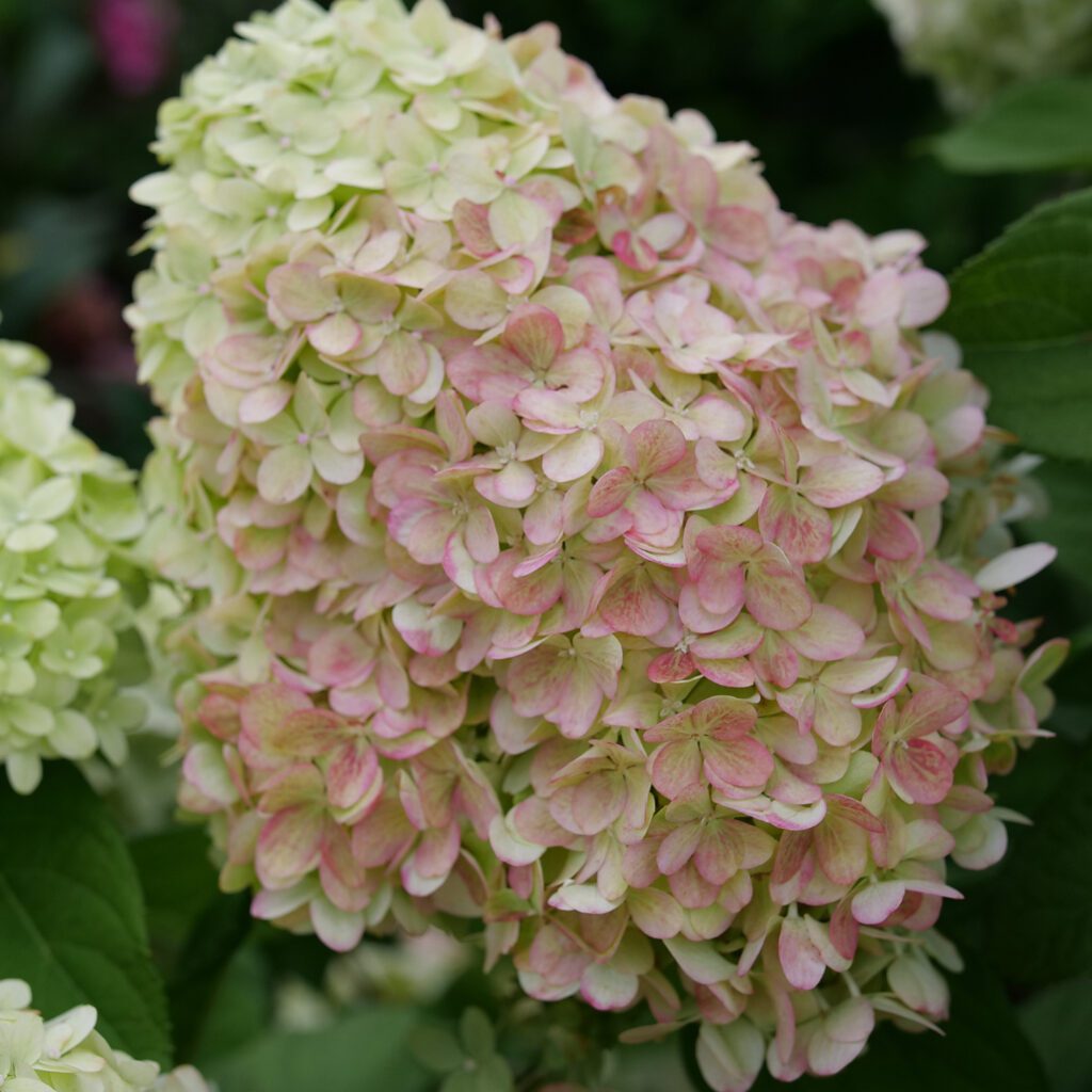 Powerball Hydrangea | Color Changing Panicle Shrub