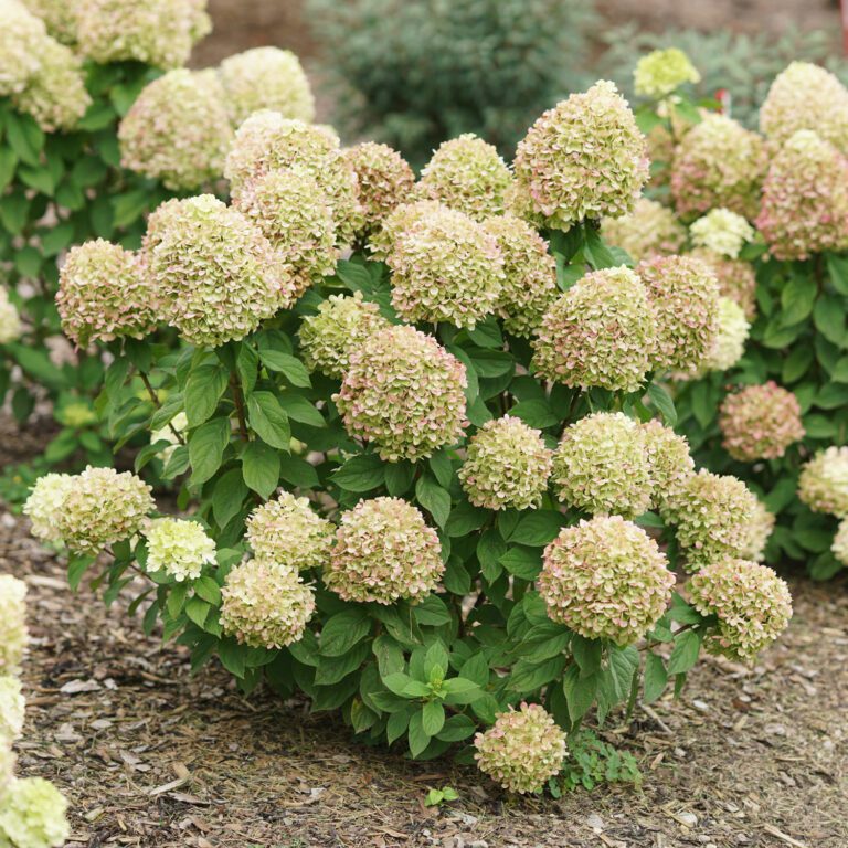 Powerball Hydrangea | Color Changing Panicle Shrub