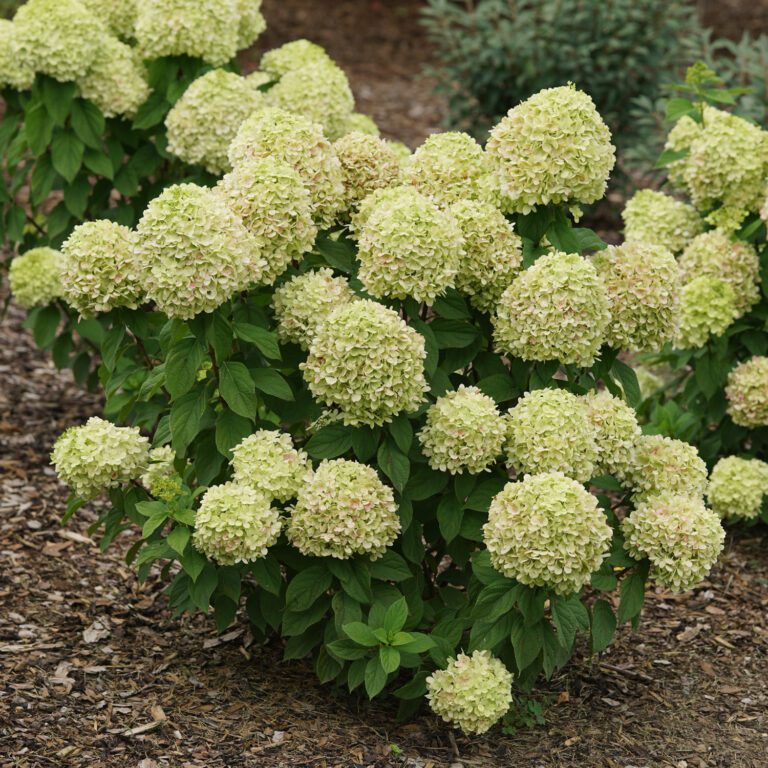 Powerball Hydrangea | Color Changing Panicle Shrub