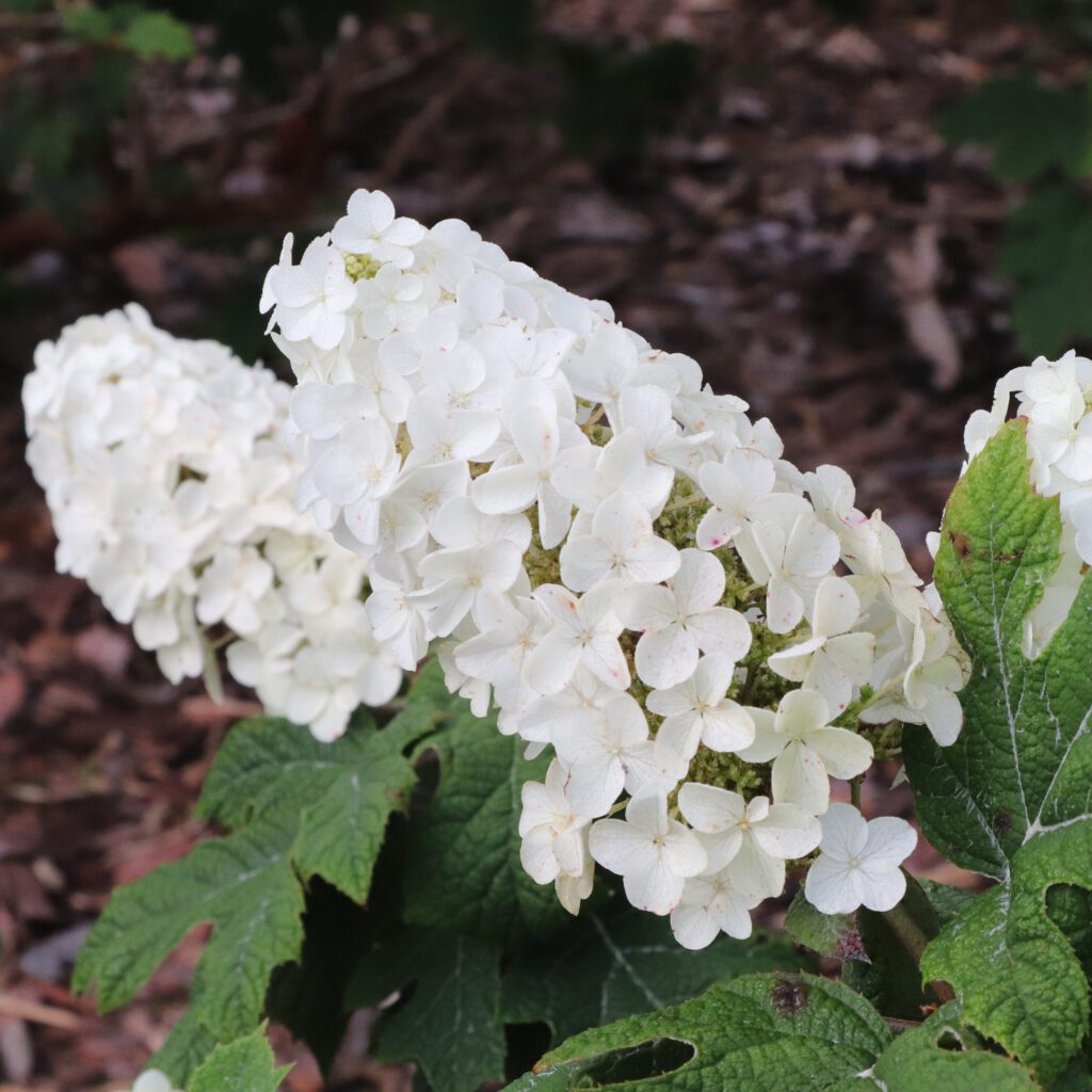 Gatsby Glow Ball™ Hydrangea | Moonlight Garden Star