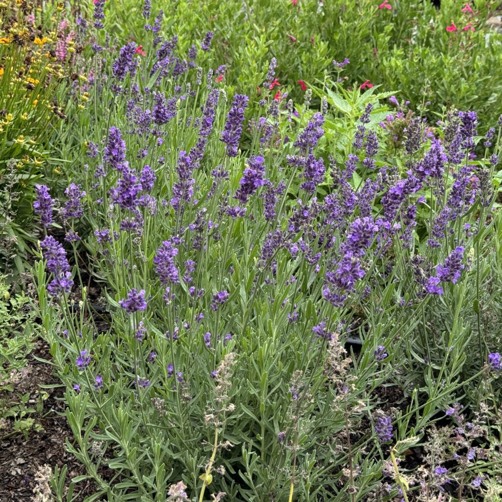 Lavandula 'SuperBlue' – Garden Crossings