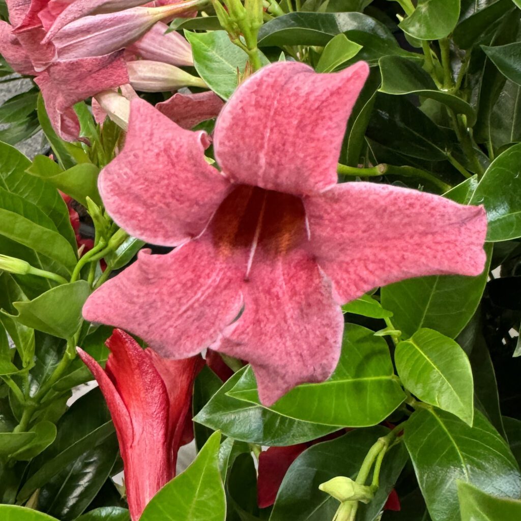 SUN PARASOL® XP Mauvelous Mandevilla