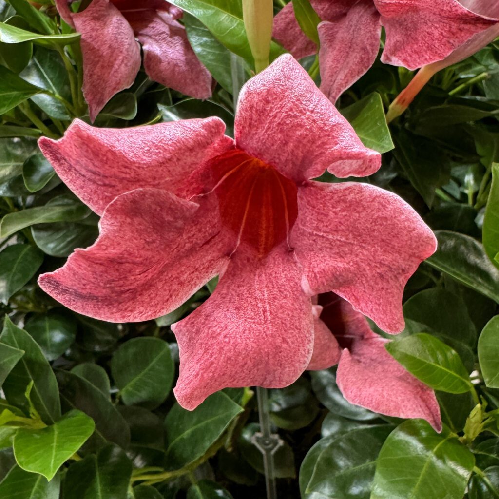 SUN PARASOL® XP Mauvelous Mandevilla