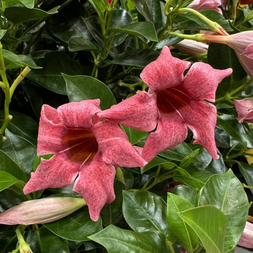 SUN PARASOL® XP Mauvelous Mandevilla