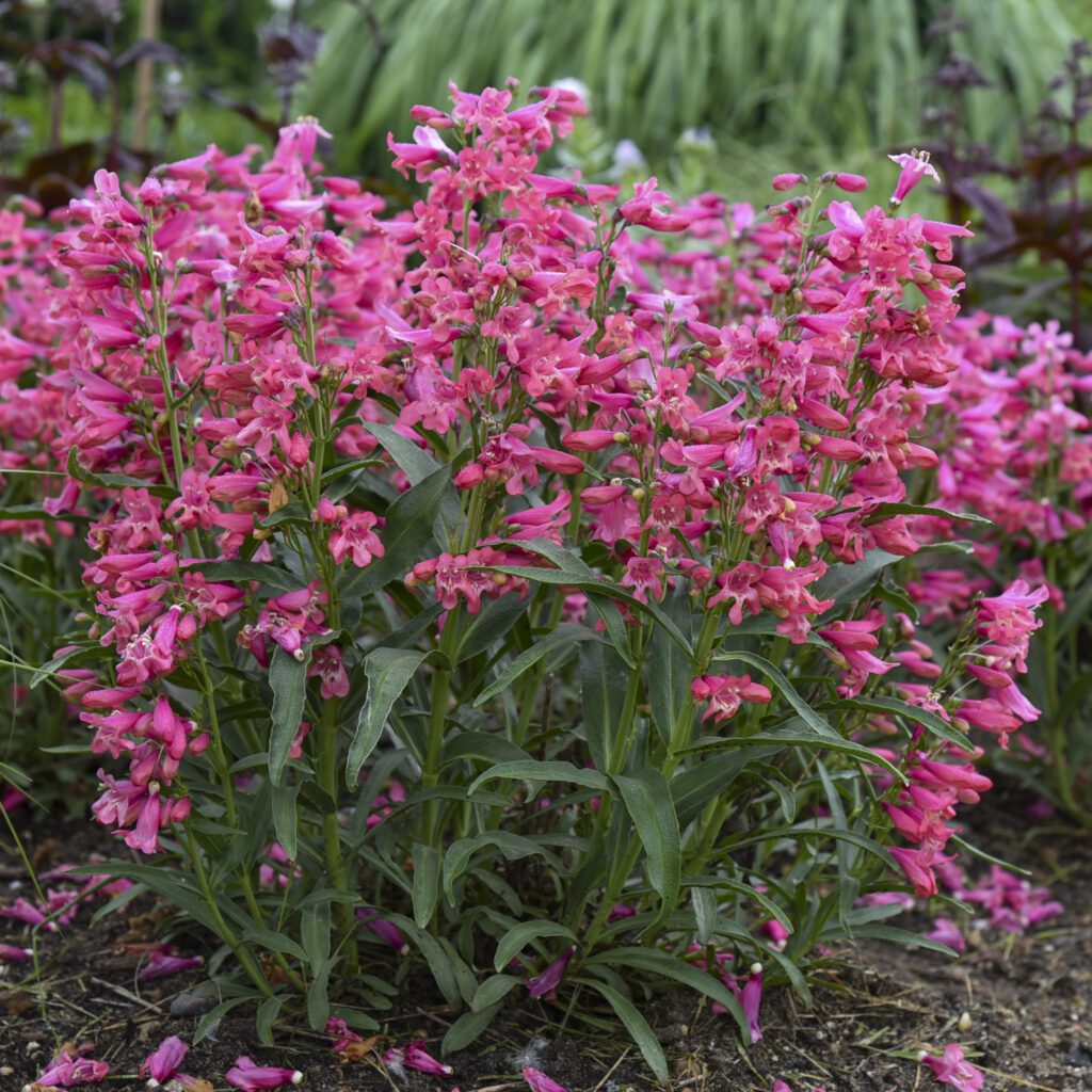 BEJEWELED™ 'Pink Pearls' Penstemon - Order Online