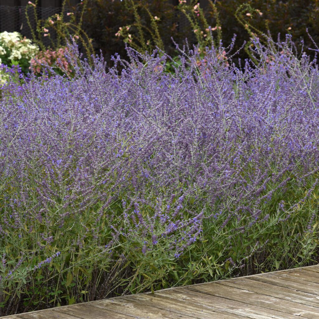 Perovskia 'CrazyBlue' (Russian Sage)
