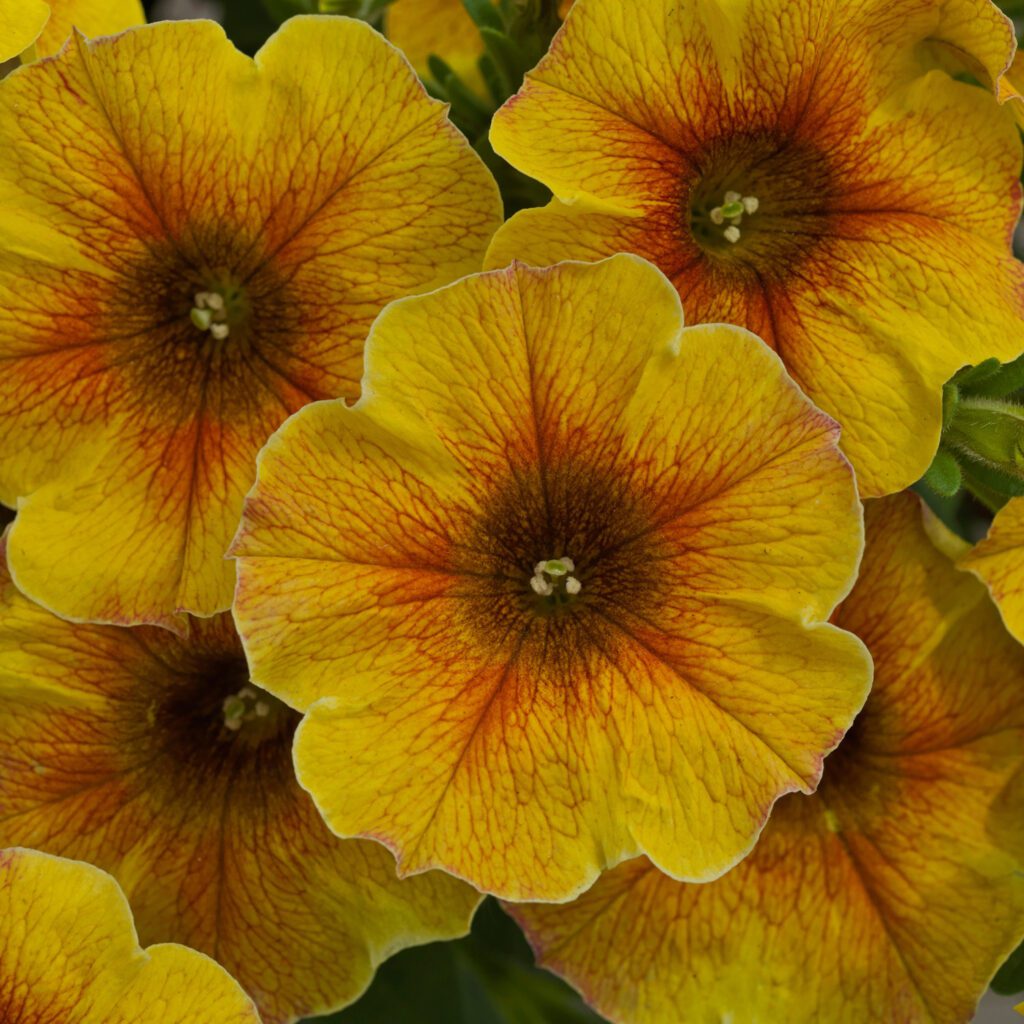 SuperCal® Premium Caramel Yellow Petchoa