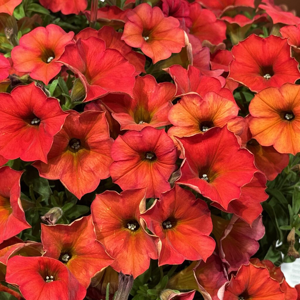 SuperCal® Premium Red Maple Petchoa