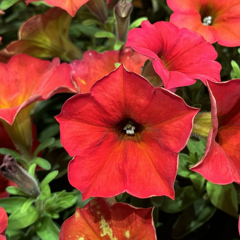 SuperCal® Premium Red Maple Petchoa