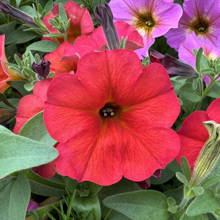 SuperCal® Premium Red Maple Petchoa