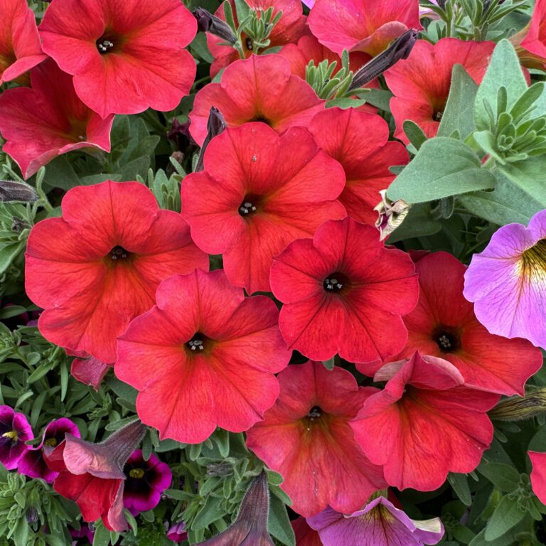 SuperCal® Premium Red Maple Petchoa