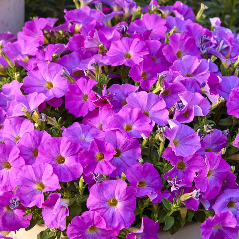 SuperCal® Premium Rose Pink Petchoa