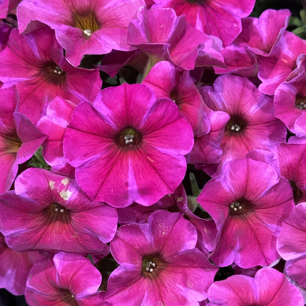 SuperCal® Premium Rose Star Petchoa