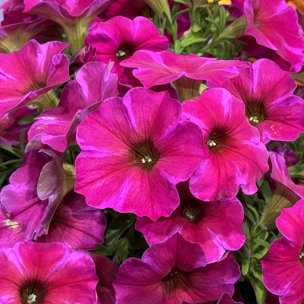 SuperCal® Premium Rose Star Petchoa