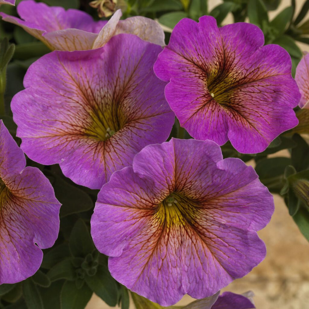 SuperCal® Premium Sunray Pink Petchoa