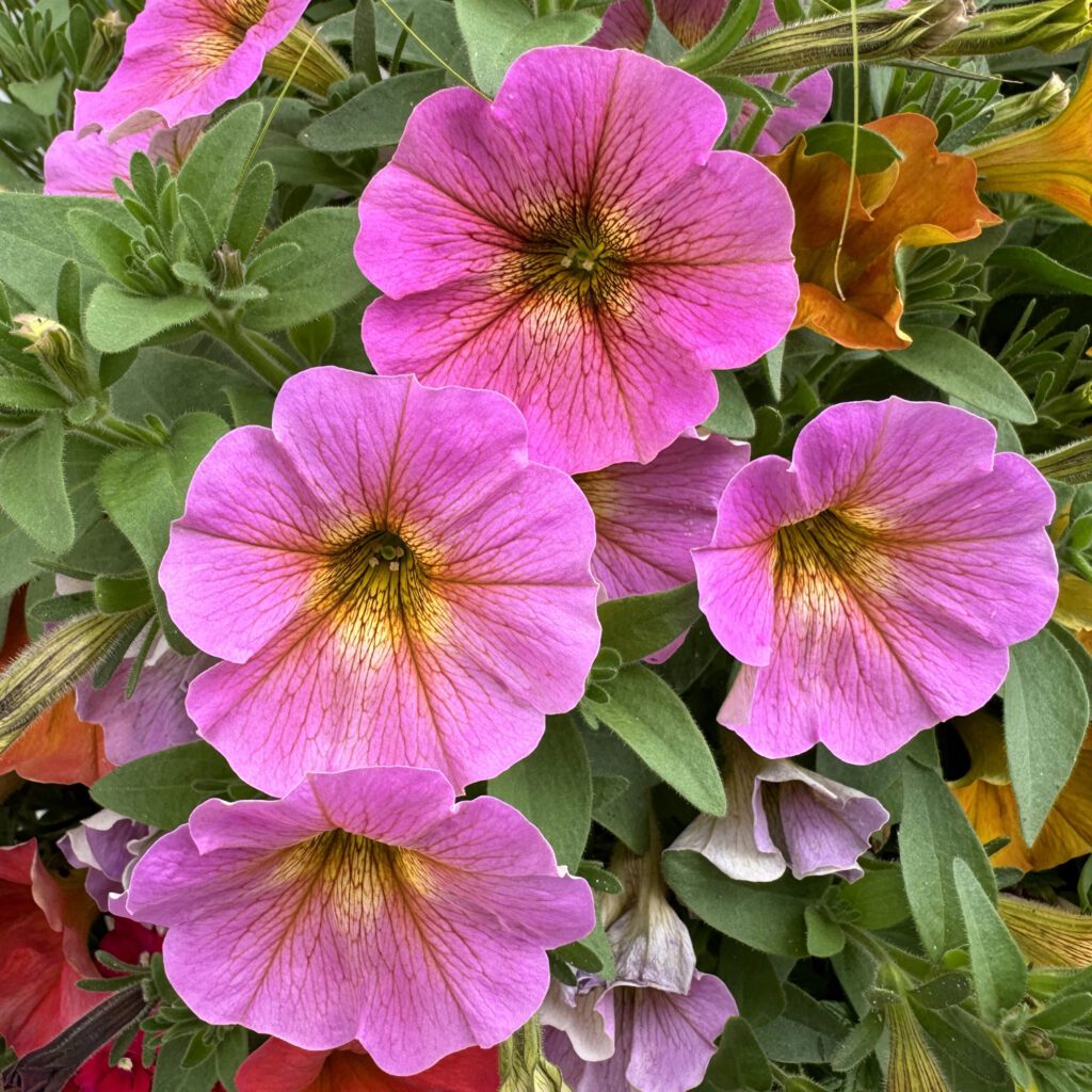 SuperCal® Premium Sunray Pink Petchoa