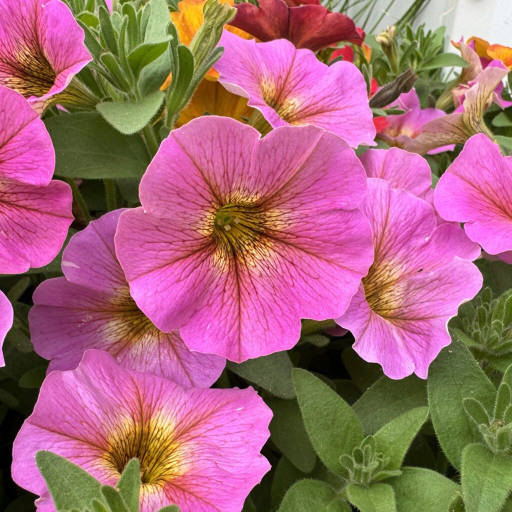 SuperCal® Premium Sunray Pink Petchoa