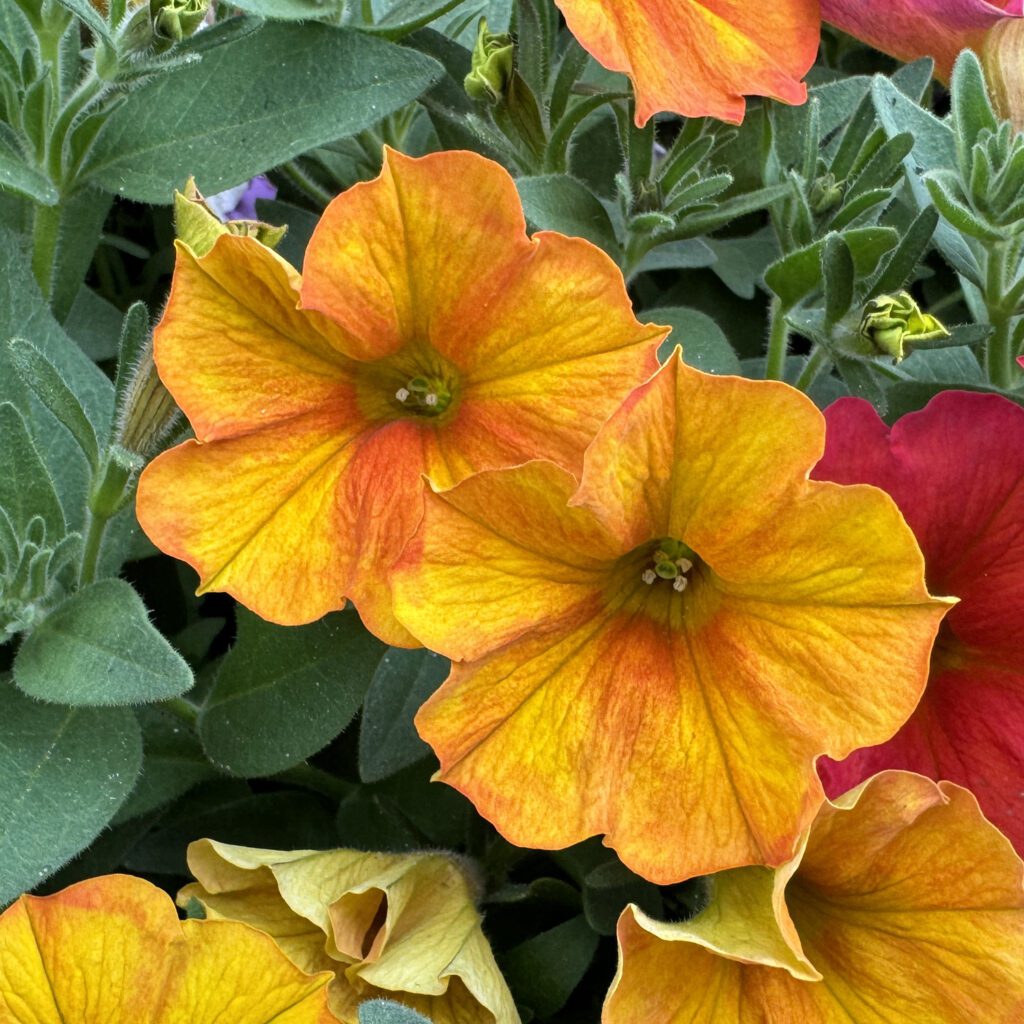 SuperCal® Premium Sunset Orange Petchoa
