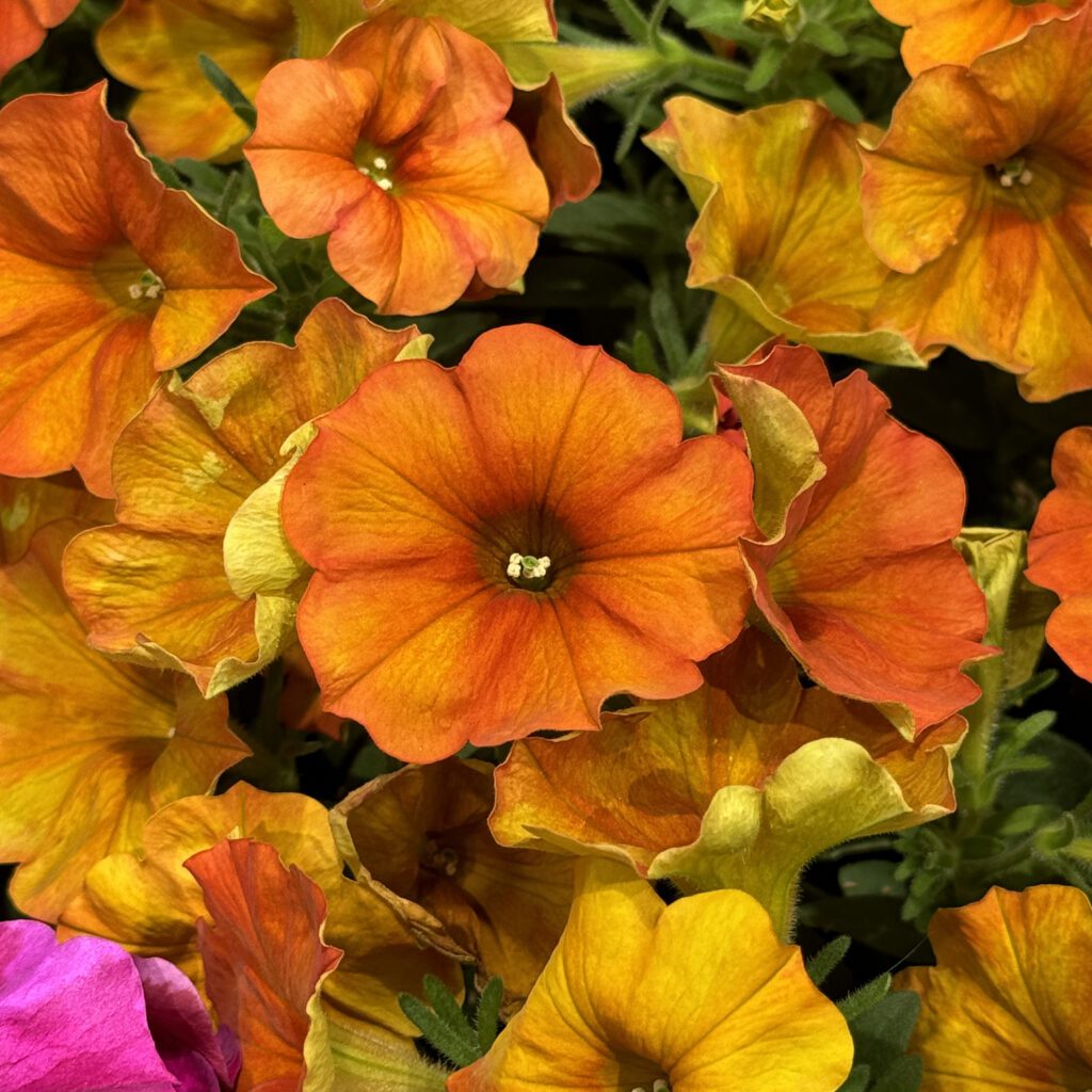 SuperCal® Premium Sunset Orange Petchoa