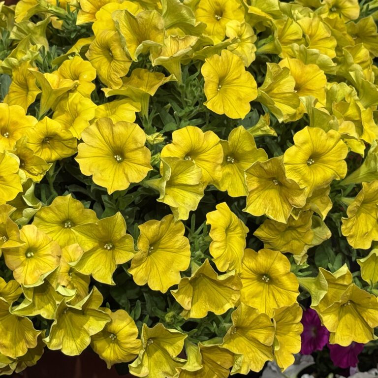 SuperCal® Premium Yellow Sun Petchoa
