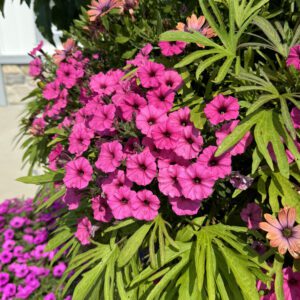 SUPERTUNIA® 'Mini Vista Hot Pink' Petunia – Order Online