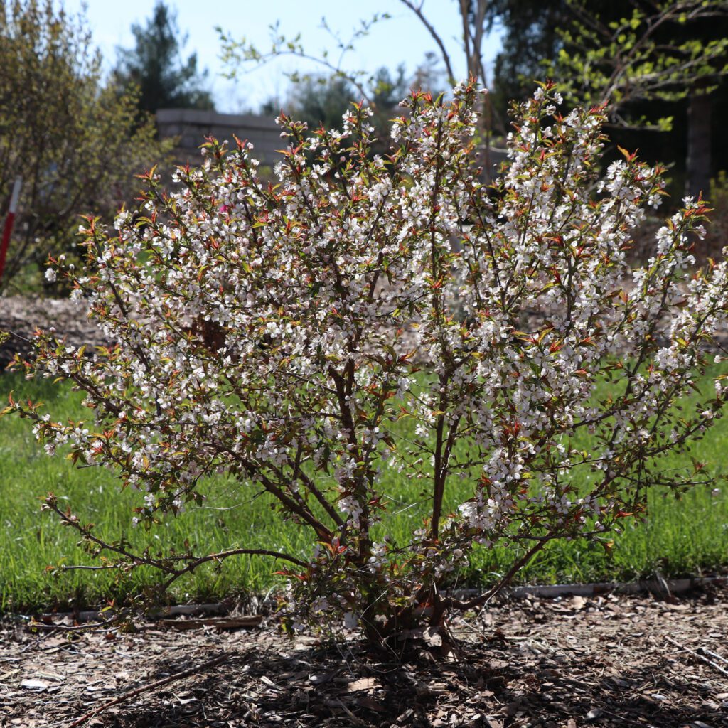Easy as Pie™ Prunus (Bush Cherry)