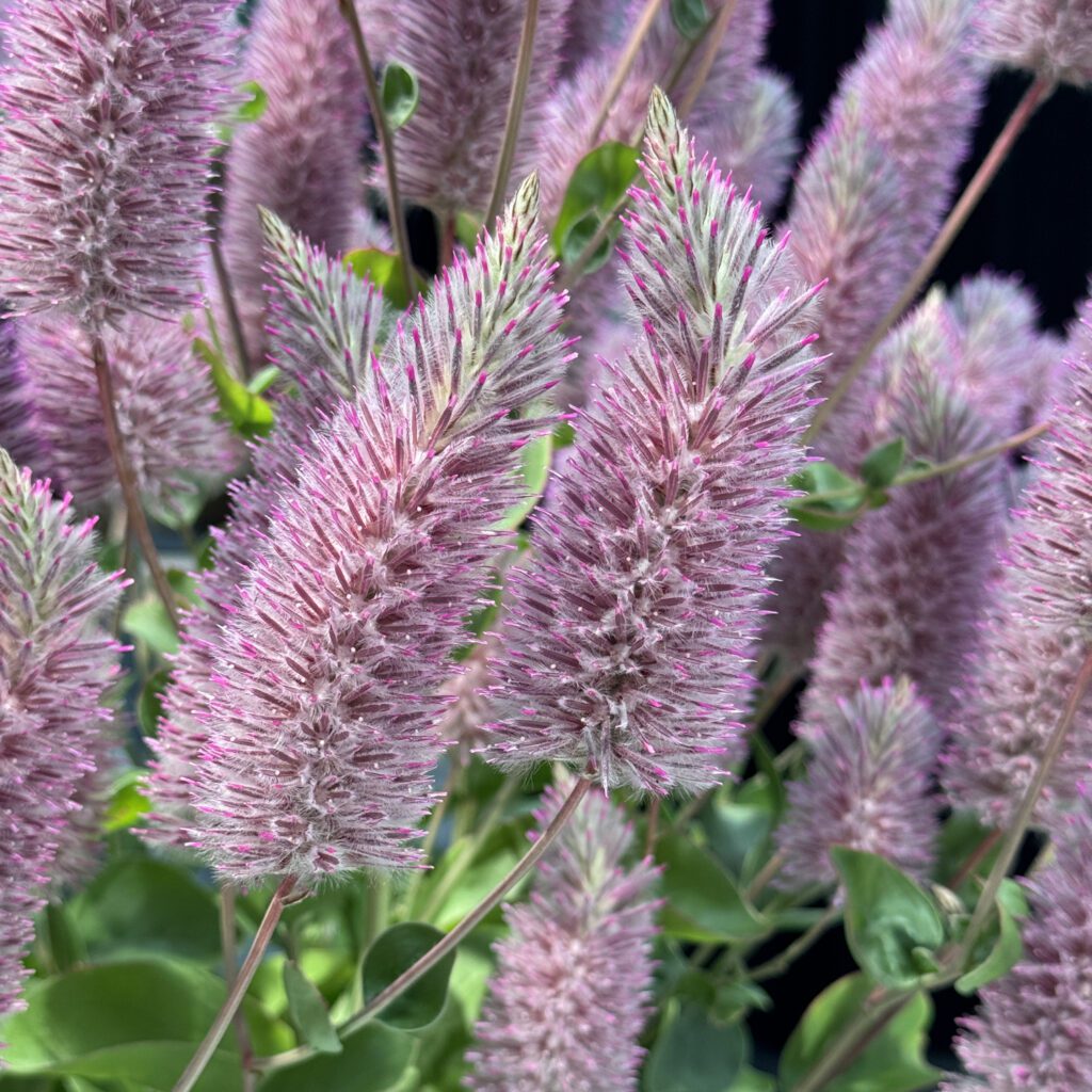 Ptilotus Matilda