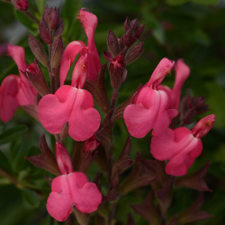 ARCTIC BLAZE® Fuchsia Salvia (Sage)
