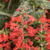 Order Salvia Annuals Online